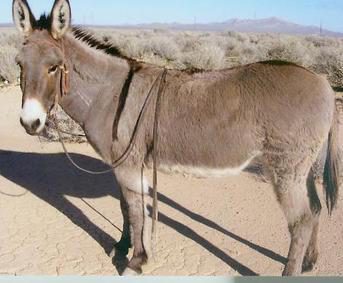 Farm Animal Rentals | Farm Animal Birthday Party Rental