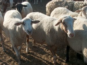 Farm Animals - Benay's Bird & Animal Rentals