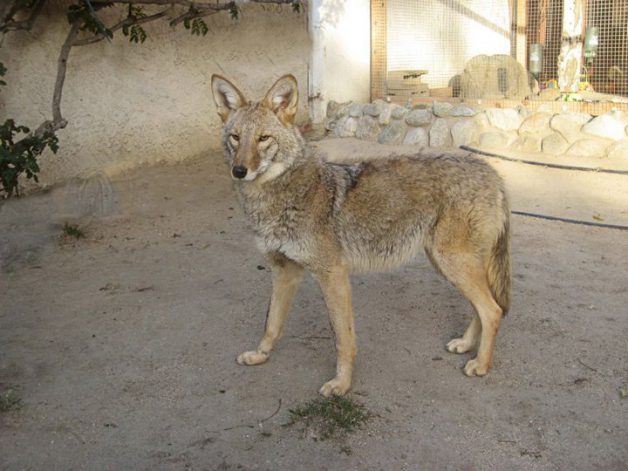 Trained Coyotes - Benay's Bird & Animal Rentals