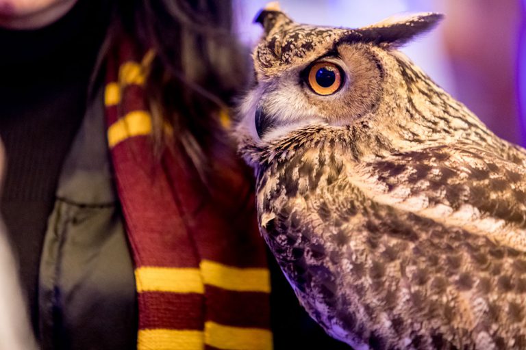 Archie the Trained Owl - Benay's Bird & Animal Rentals