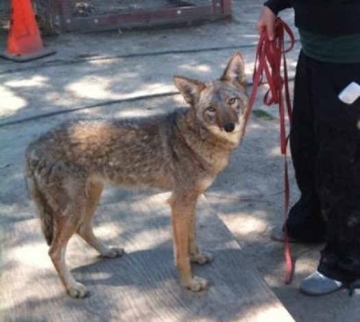 Trained Coyotes - Benay's Bird & Animal Rentals