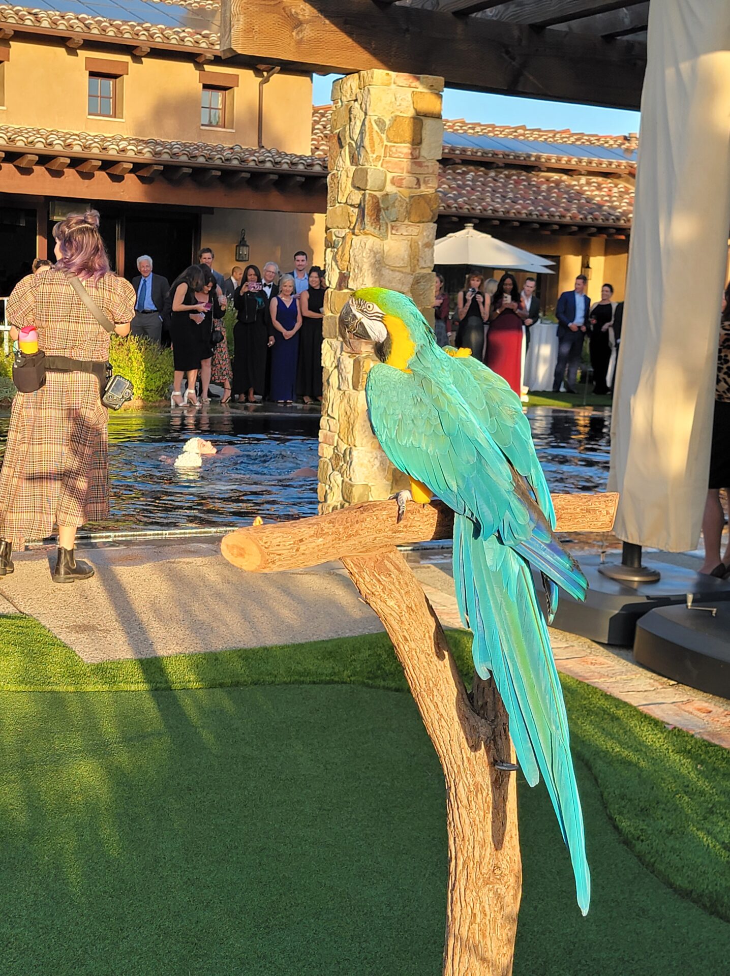 Rent Animals For Parties, Events, & Weddings | California